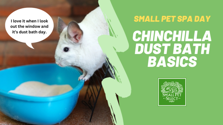 Small Pet Spa Day: Chinchilla Dust Bath Basics | Small Pet Select Blogs ...