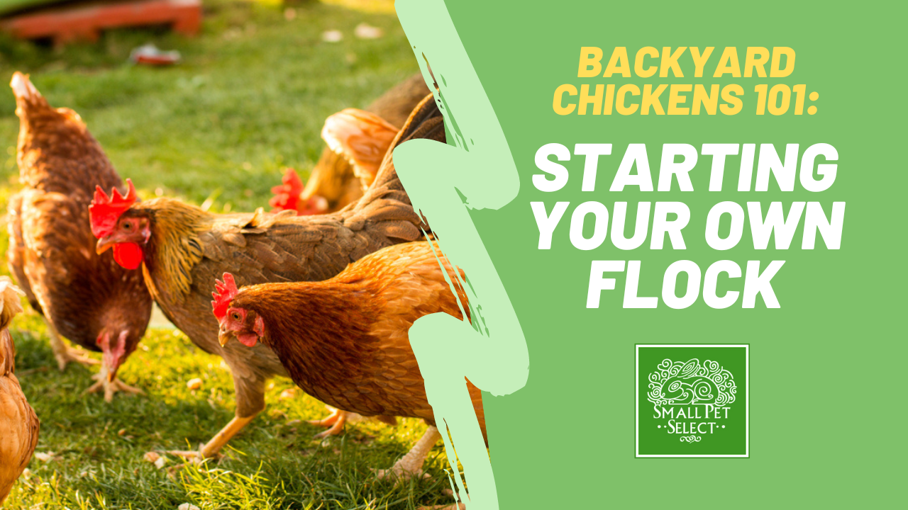 Backyard Chickens 101: Starting Your Own Chicken Flock | Small Pet ...