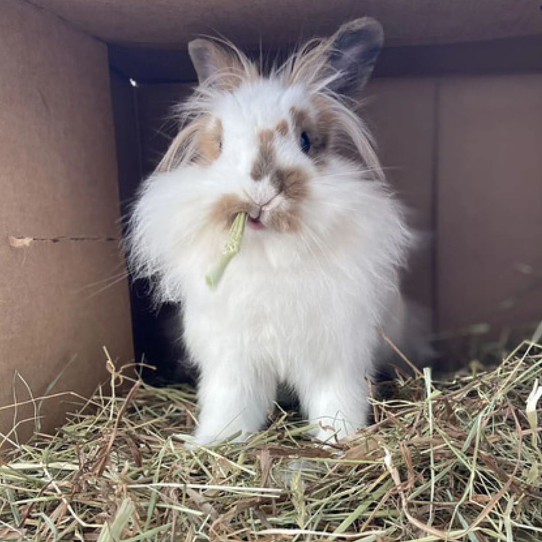 Hop Into the World of Lionhead Rabbits: Facts, Fun, and Fluff! | Small ...