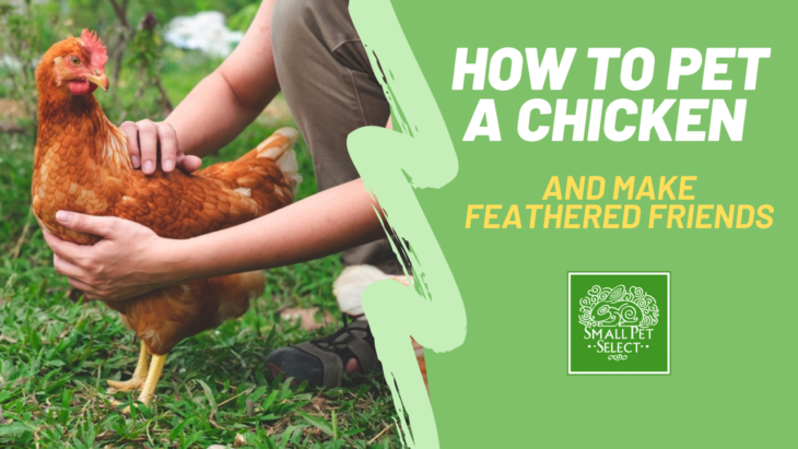 Feathered Friends: Tips On How to Pet A Chicken Properly | Small Pet ...