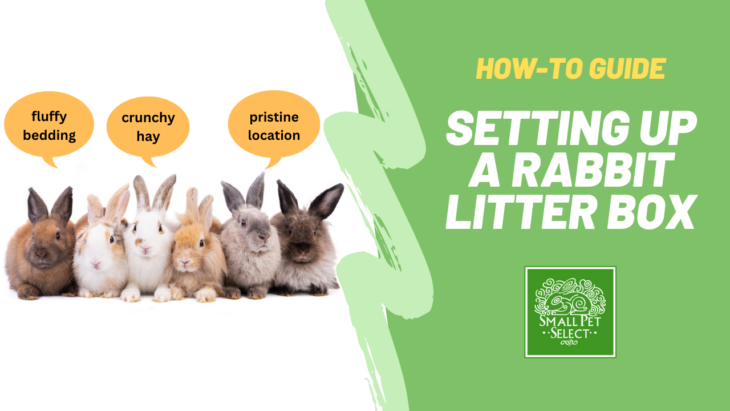 How-To Guide: Setting Up A Rabbit Litter Box | Small Pet Select Blogs ...