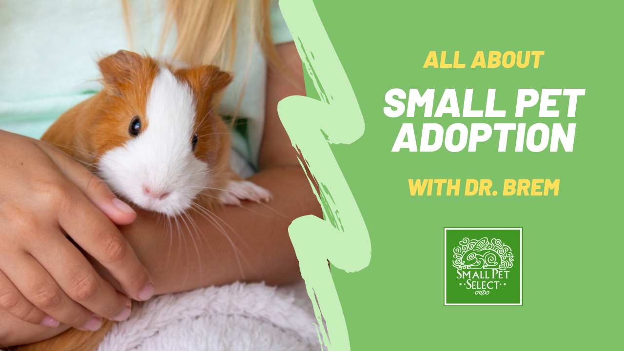 Small Pet Adoption | Small Pet Select Blogs | Small Pet Select