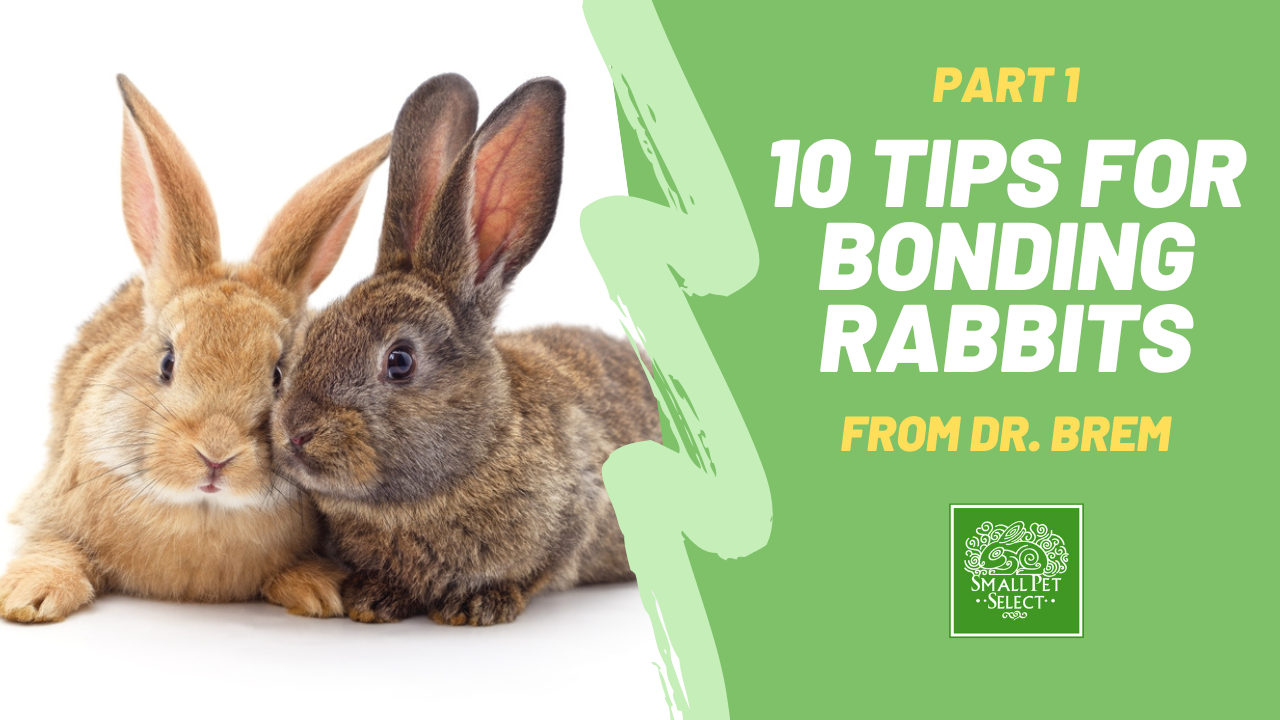 10 Tips: How To Bond Rabbits from Dr. Brem, Part 1 | Small Pet Select ...