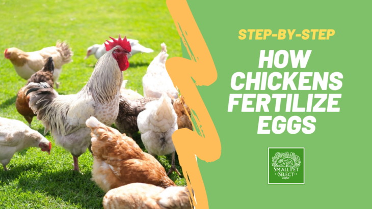 Step-By-Step: How Eggs Are Fertilized By Chickens | Small Pet Select Blogs | Small Pet Select