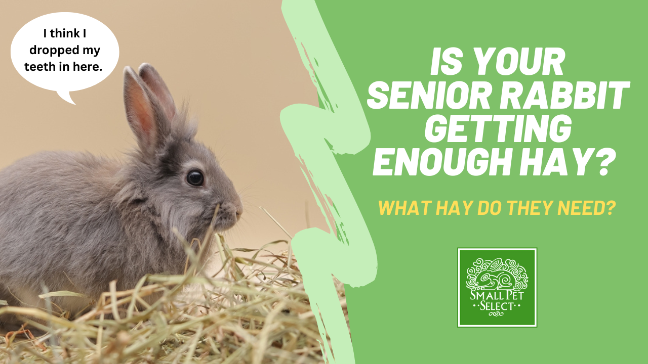 Is Your Senior Rabbit Eating The Right Hay? Find out Now! | Small Pet ...