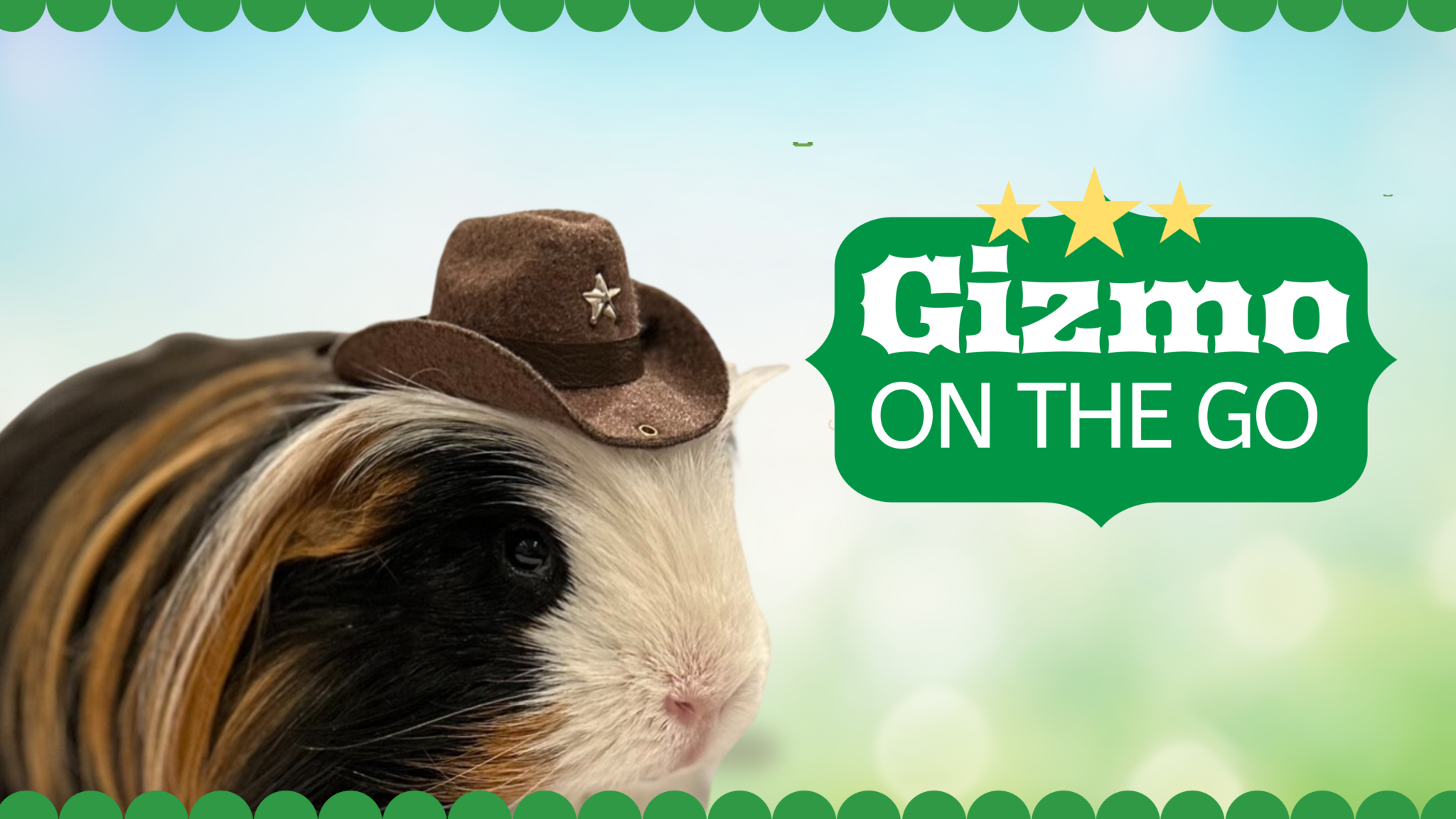 Introducing The Newest Member Of The Small Pet Select Family: Gizmo The Guinea Pig | Small Pet ...