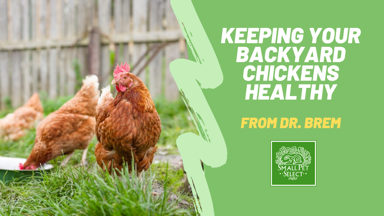 Keeping Your Backyard Chickens Healthy | Small Pet Select Blogs | Small ...