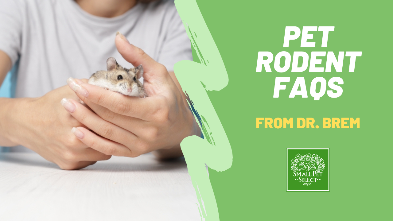 Pet Rodent FAQs | Small Pet Select Blogs | Small Pet Select
