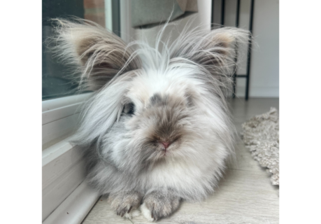 Free-Roaming Rabbits: Benefits, Challenges, & Tips for Happy Bunnies ...