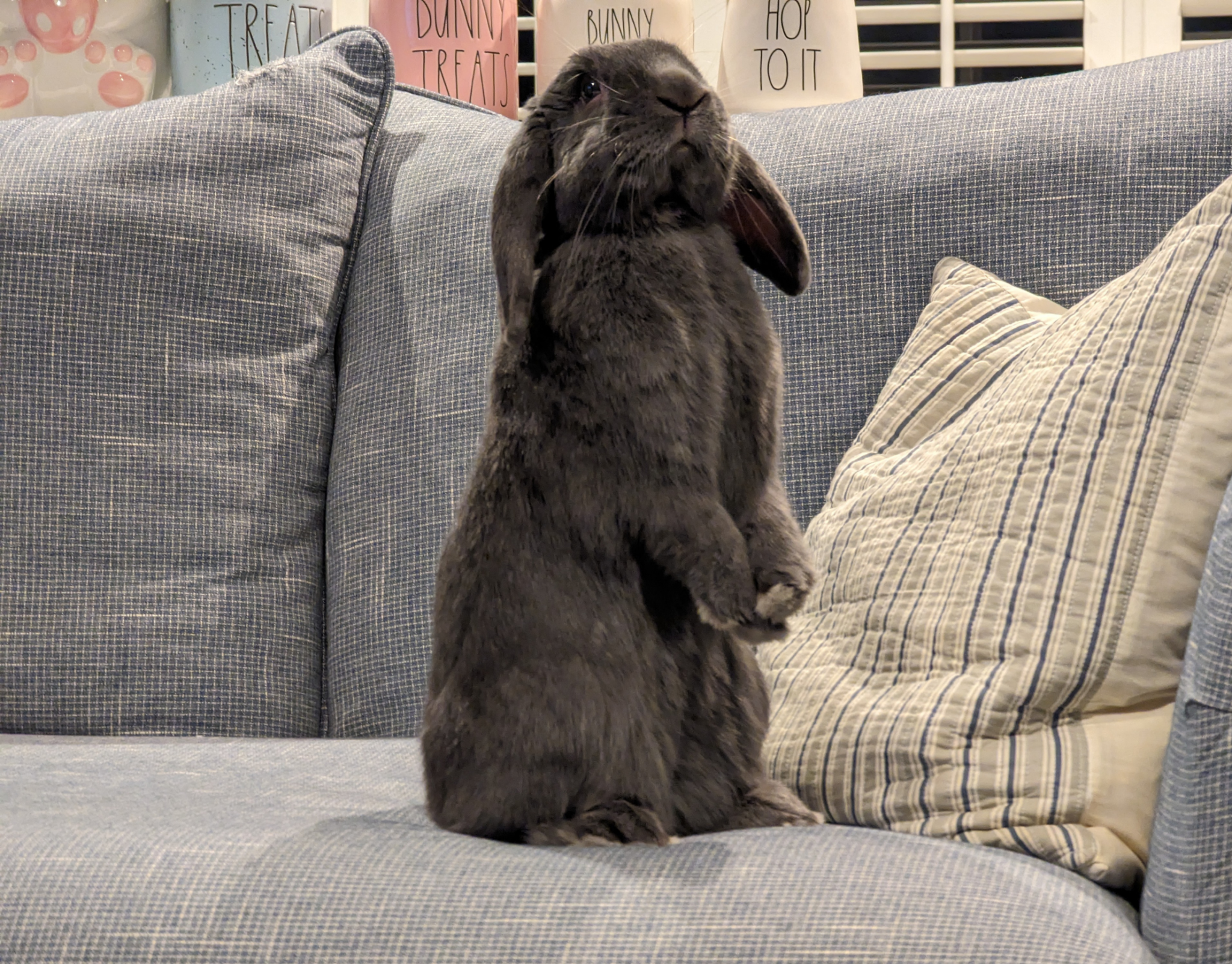 Free-Roaming Rabbits: Benefits, Challenges, & Tips for Happy Bunnies ...