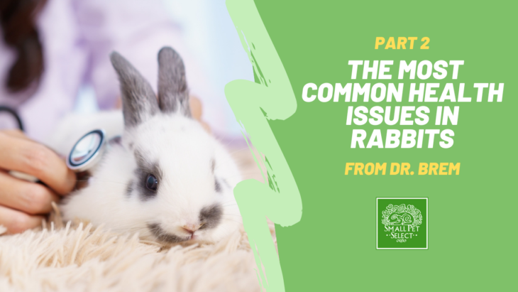 Five More of the Most Common Health Issues in Rabbits | Small Pet ...