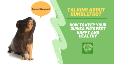 Bumblefoot in Guinea Pigs: How to Keep Your Guinea Pig’s Feet Happy and ...