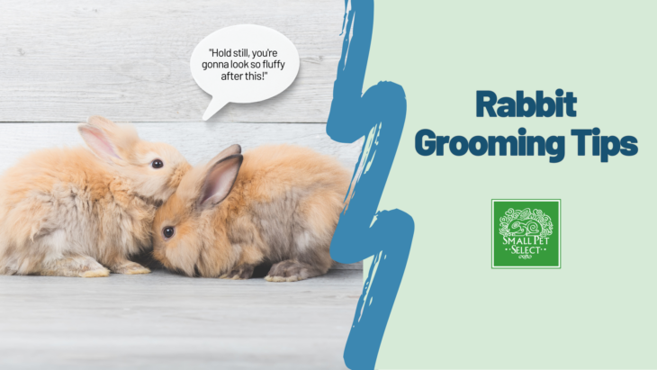10 Rabbit Grooming Tips Every Bunny Parent Should Know | Small Pet ...
