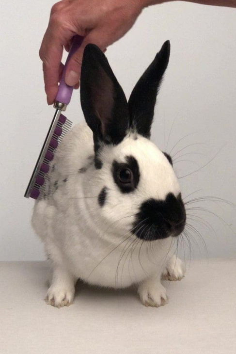 10 Rabbit Grooming Tips Every Bunny Parent Should Know | Small Pet ...