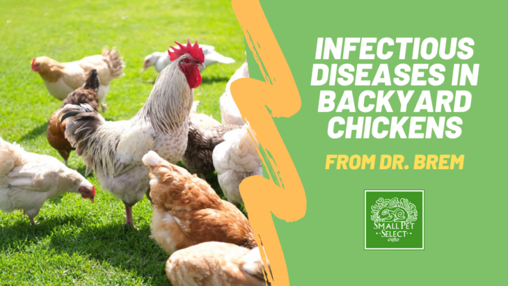 Infectious Diseases In Backyard Chickens | Small Pet Select Blogs ...