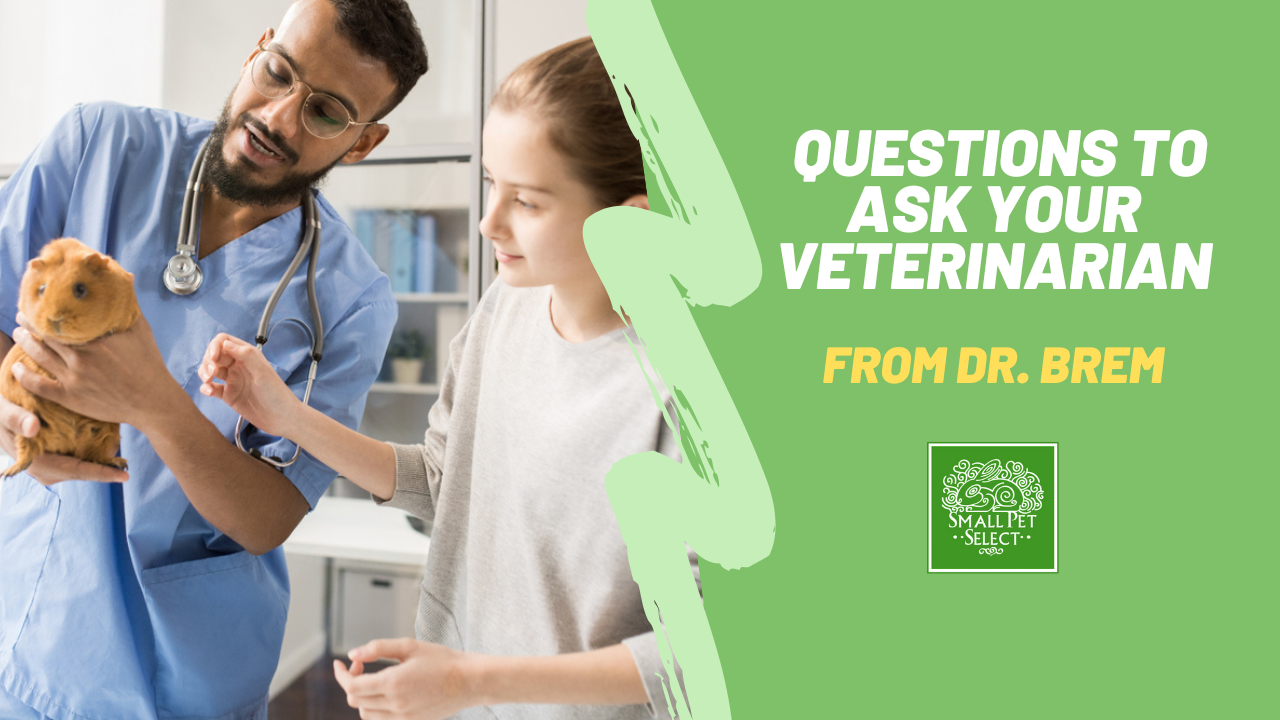 Questions To Ask Your Veterinarian | Small Pet Select Blogs | Small Pet ...