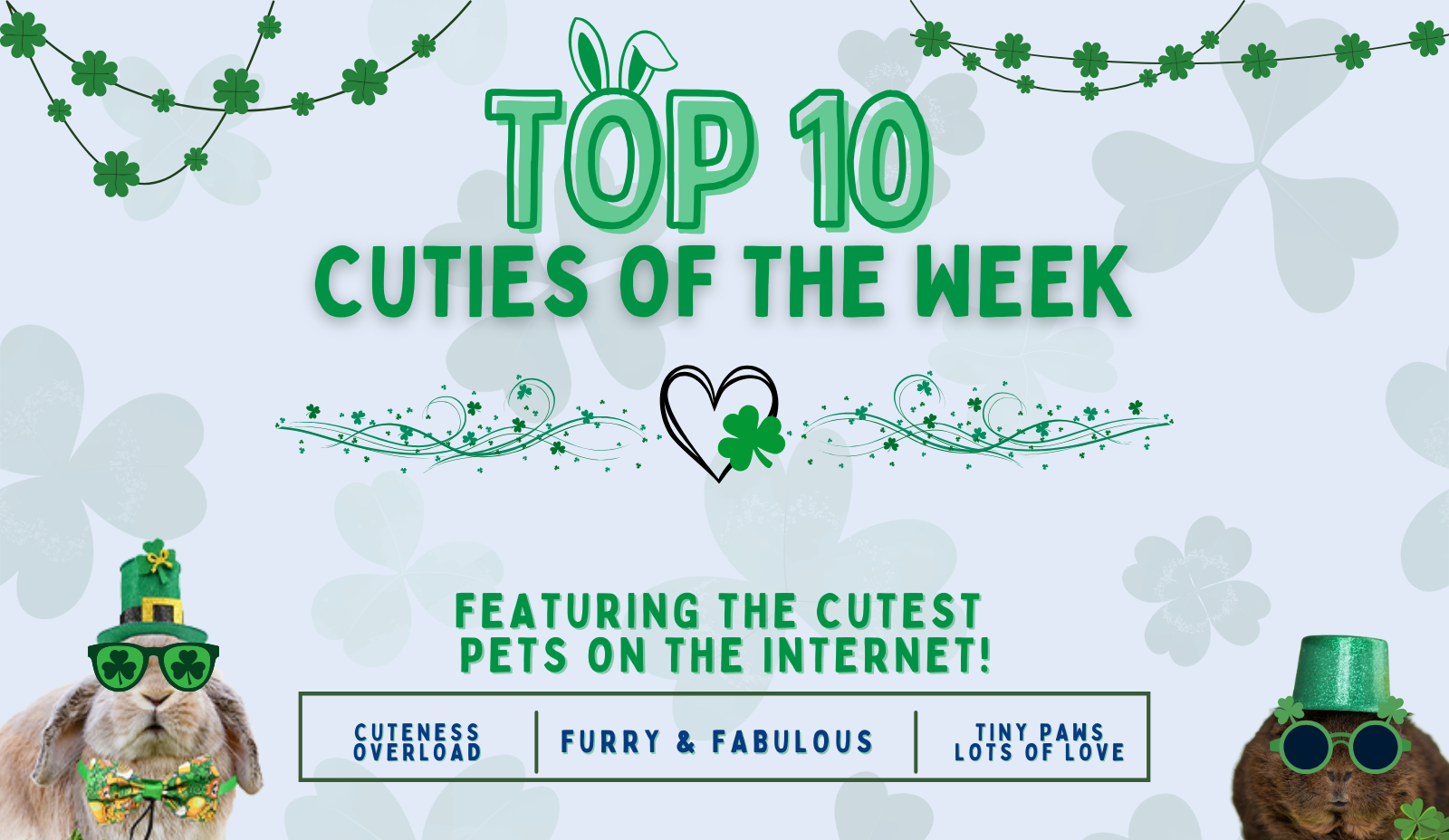March 8th, 2025: Weekly Cuties | Small Pet Select