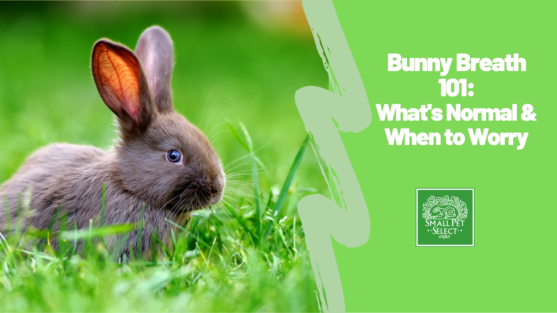 Bunny Breath 101: What’s Normal & When to Worry | Small Pet Select ...