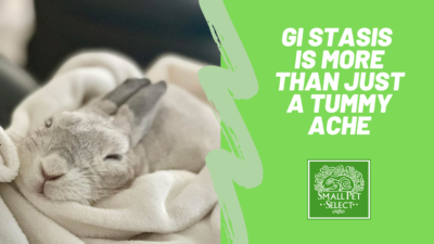 GI Stasis in Rabbits: 7 Things Every Bunny Parent Should Know | Small ...