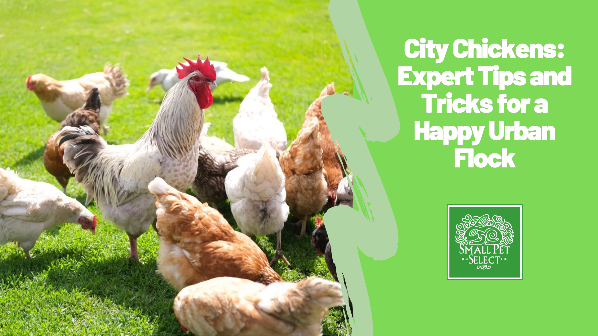 City Chickens: Expert Tips and Tricks for a Happy Urban Flock | Small ...