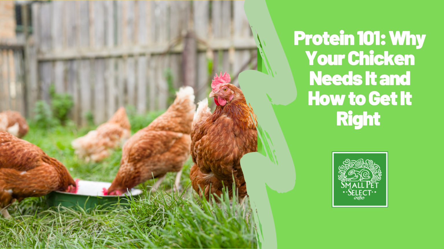 Protein 101: Why Your Chicken Needs It and How to Get It Right | Small ...