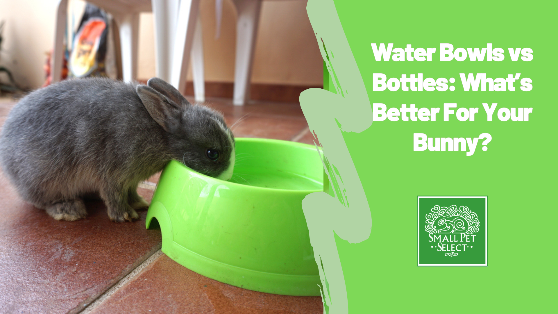 Water Bowls vs Bottles: What’s Better For Your Bunny? | Small Pet ...