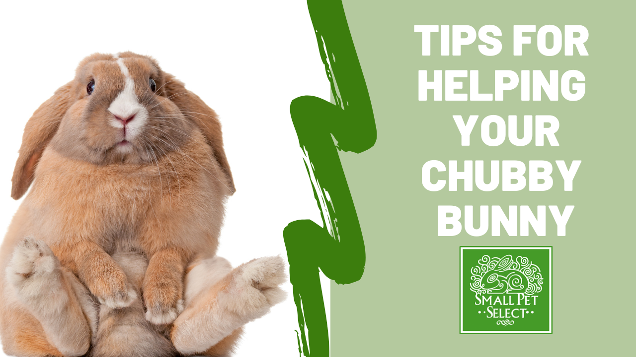 Overweight Bunny? Tips on How to Keep Them Happy & Healthy | Small Pet ...