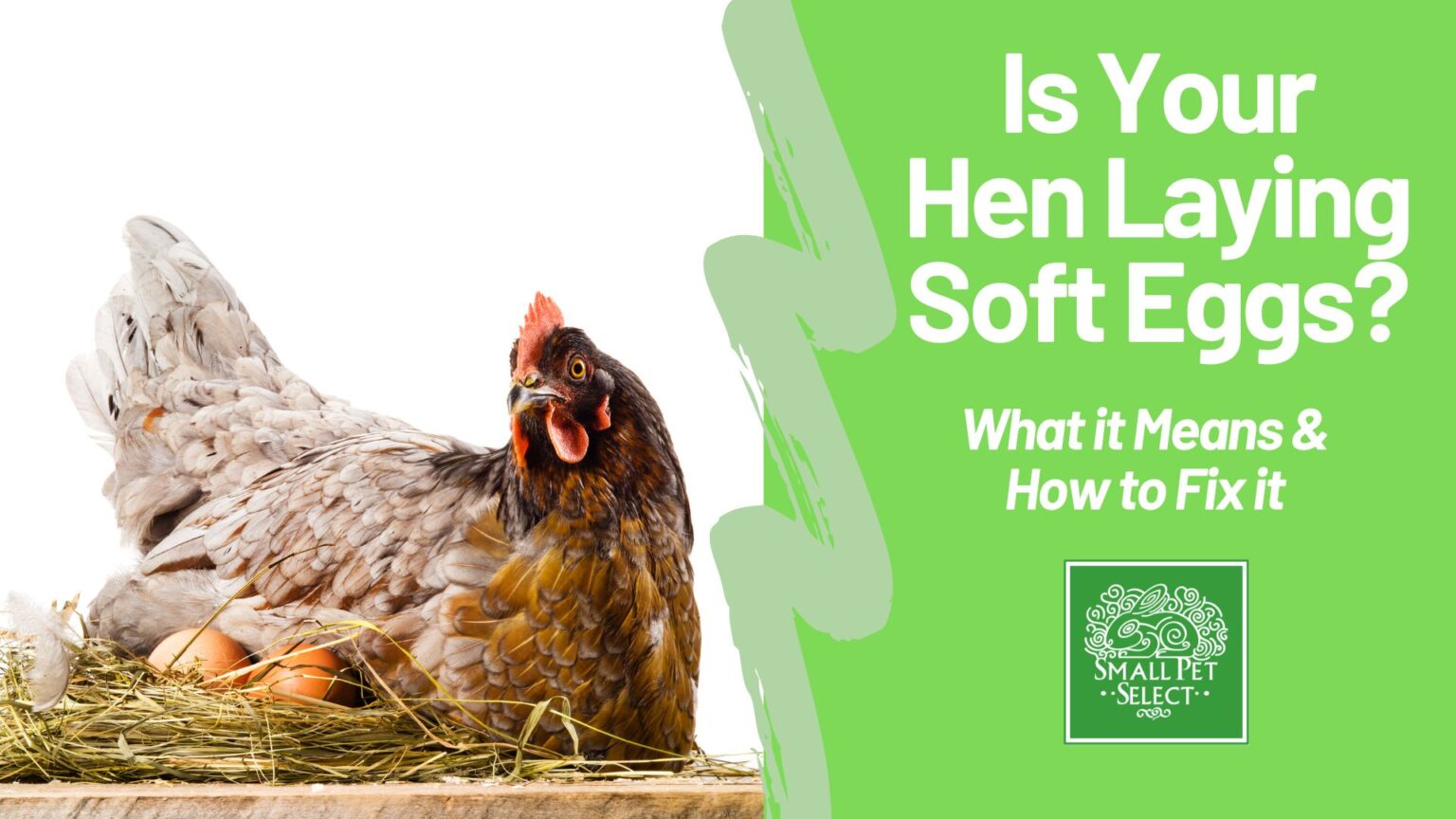 Is Your Hen Laying Soft Eggs? Here’s What It Means & How To Fix It ...