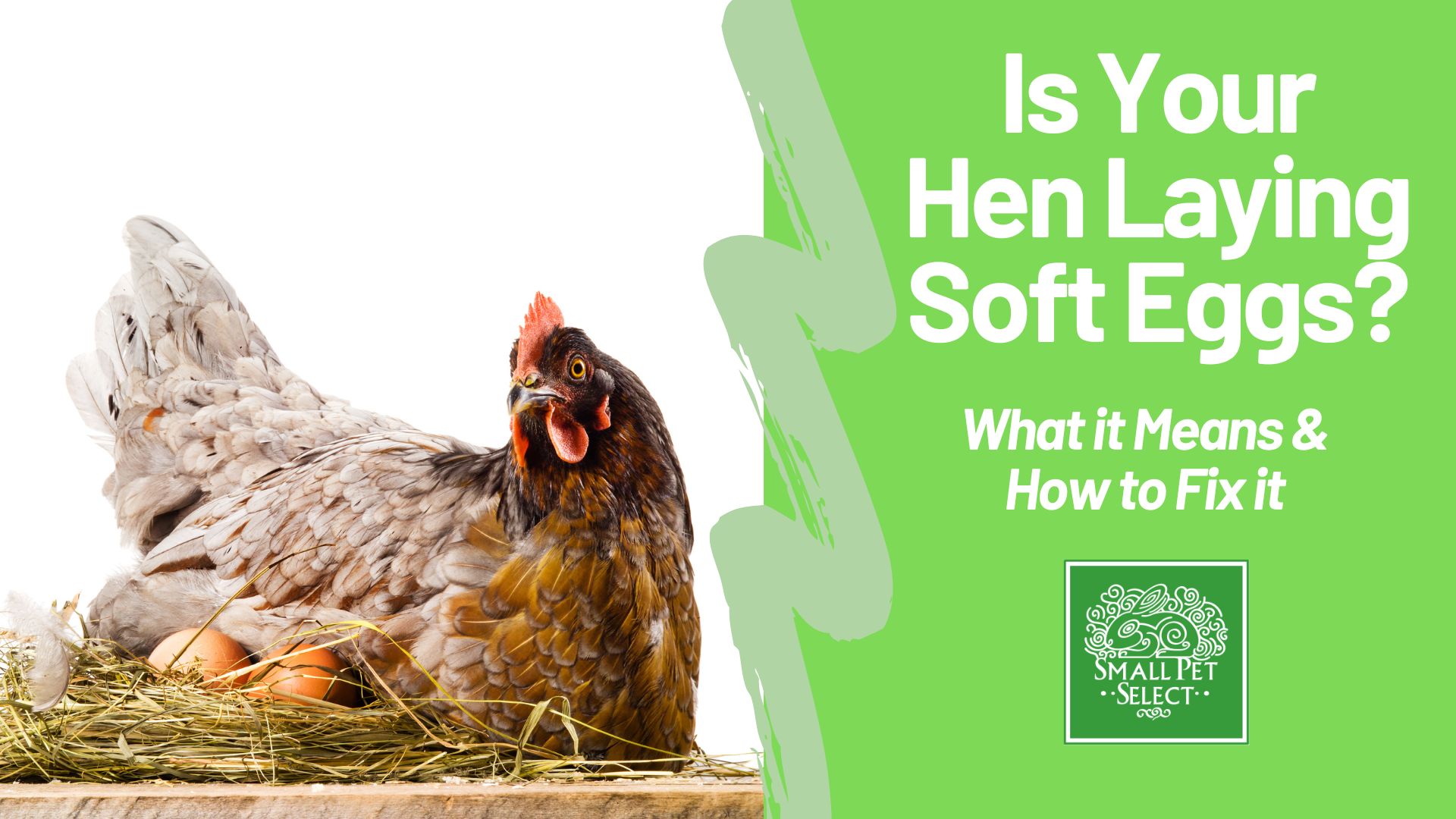 Is Your Hen Laying Soft Eggs? Here’s What It Means & How To Fix It ...