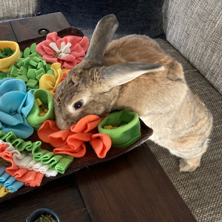 May 3rd, 2025: Top Cuties of the Week | Small Pet Select