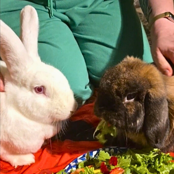 What materials are safe for rabbits to chew? | Small Pet Select Blogs ...