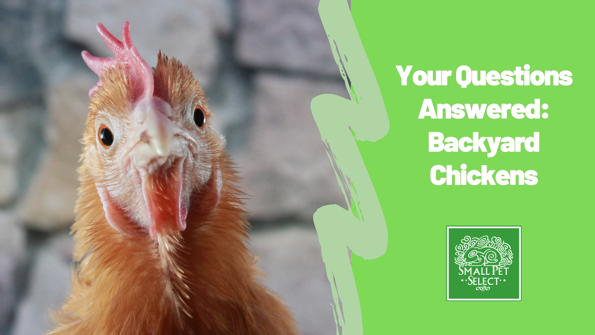 Backyard Chicken FAQ | Small Pet Select Blogs | Small Pet Select