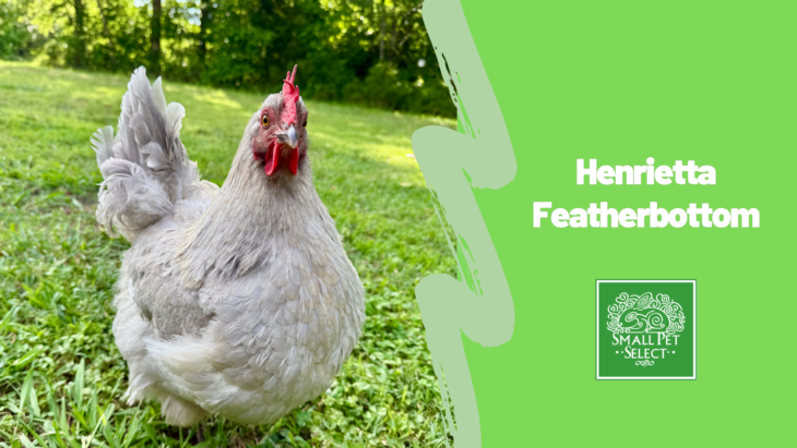 Introducing: Henrietta Featherbottom | Small Pet Select Blogs | Small ...
