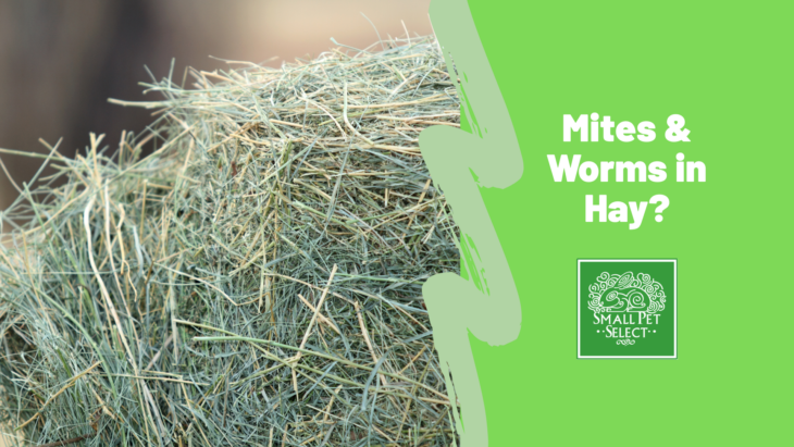 Mites and Worms in Hay? | Small Pet Select Blogs | Small Pet Select