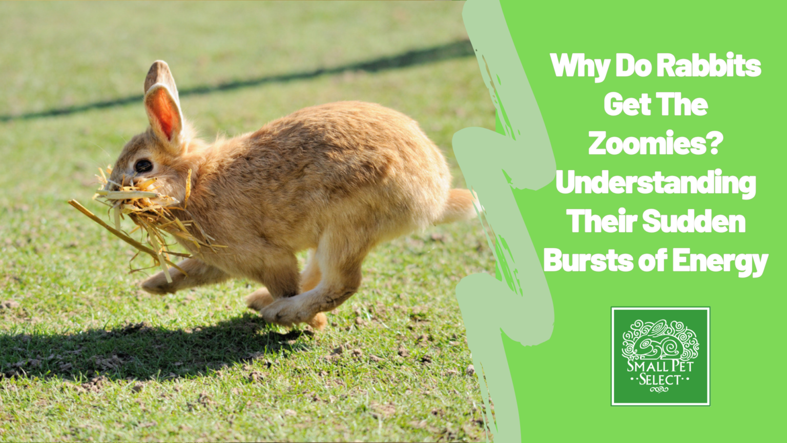 Why Do Rabbits Get The Zoomies? Understanding Their Sudden Bursts of ...
