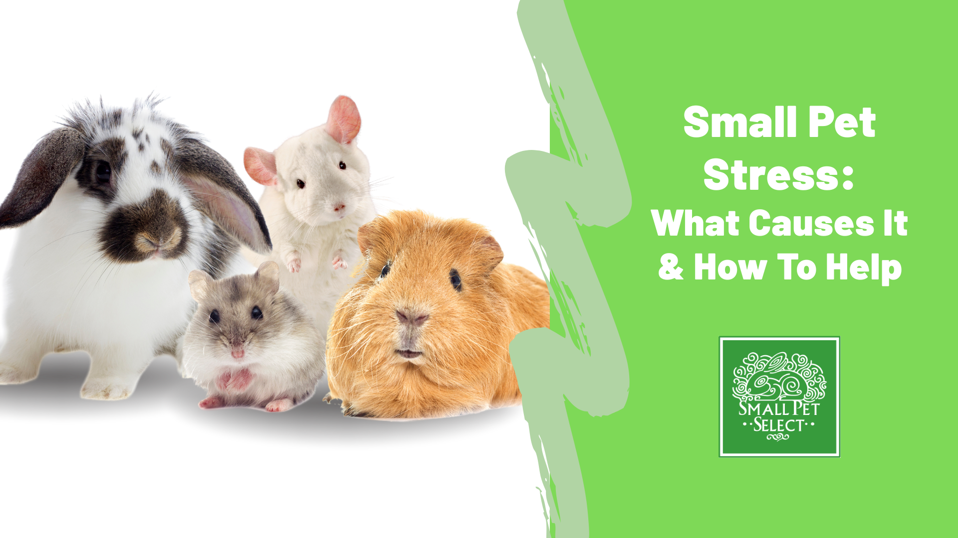 Signs of Stress in Small Pets (and How to Help Them Relax!) | Small Pet ...