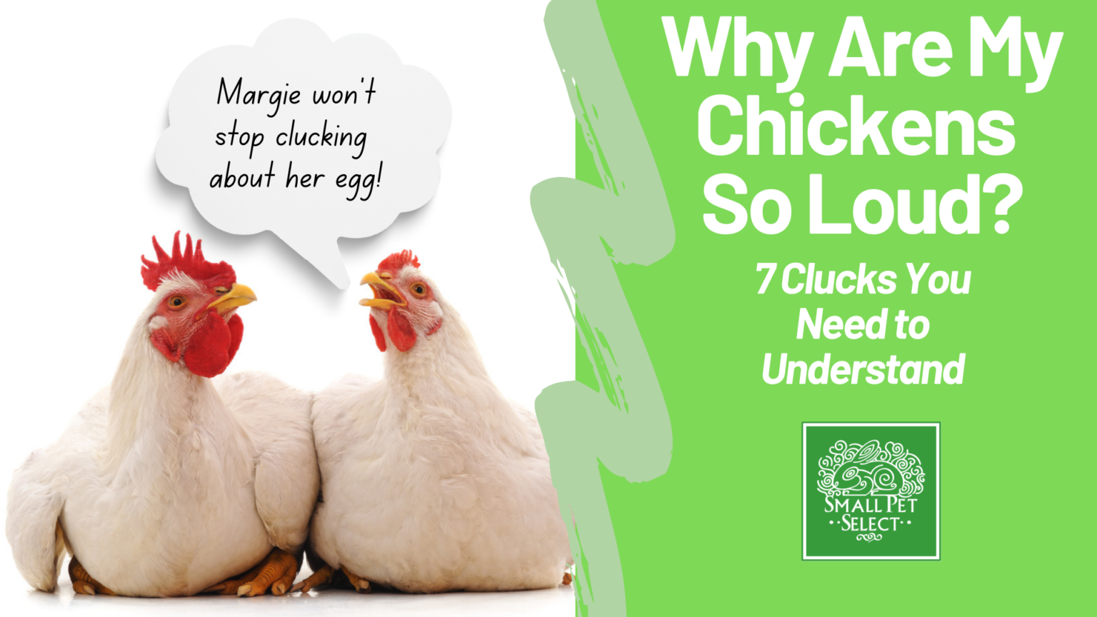 Why is My Chicken So Loud? 7 Clucks You Need to Understand | Small Pet ...