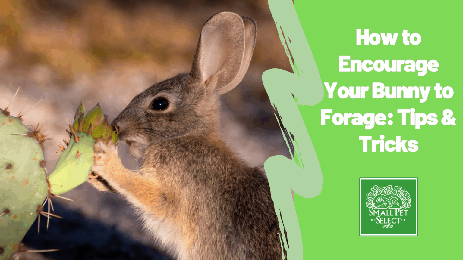 How to Encourage Your Bunny to Forage: Tips & Tricks | Small Pet Select Blogs | Small Pet Select