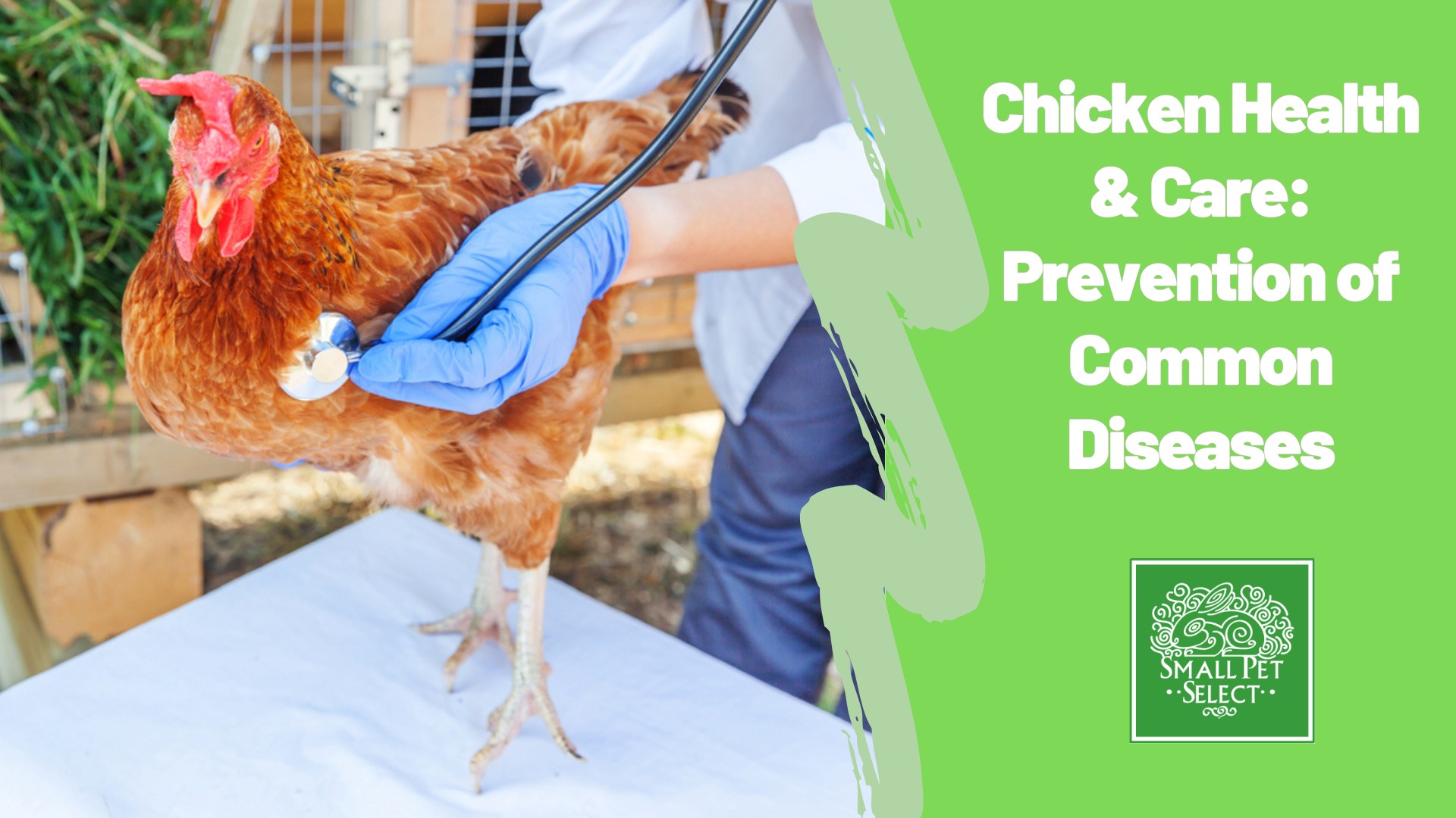 Chicken Health & Care: Prevention of Common Diseases | Small Pet Select ...