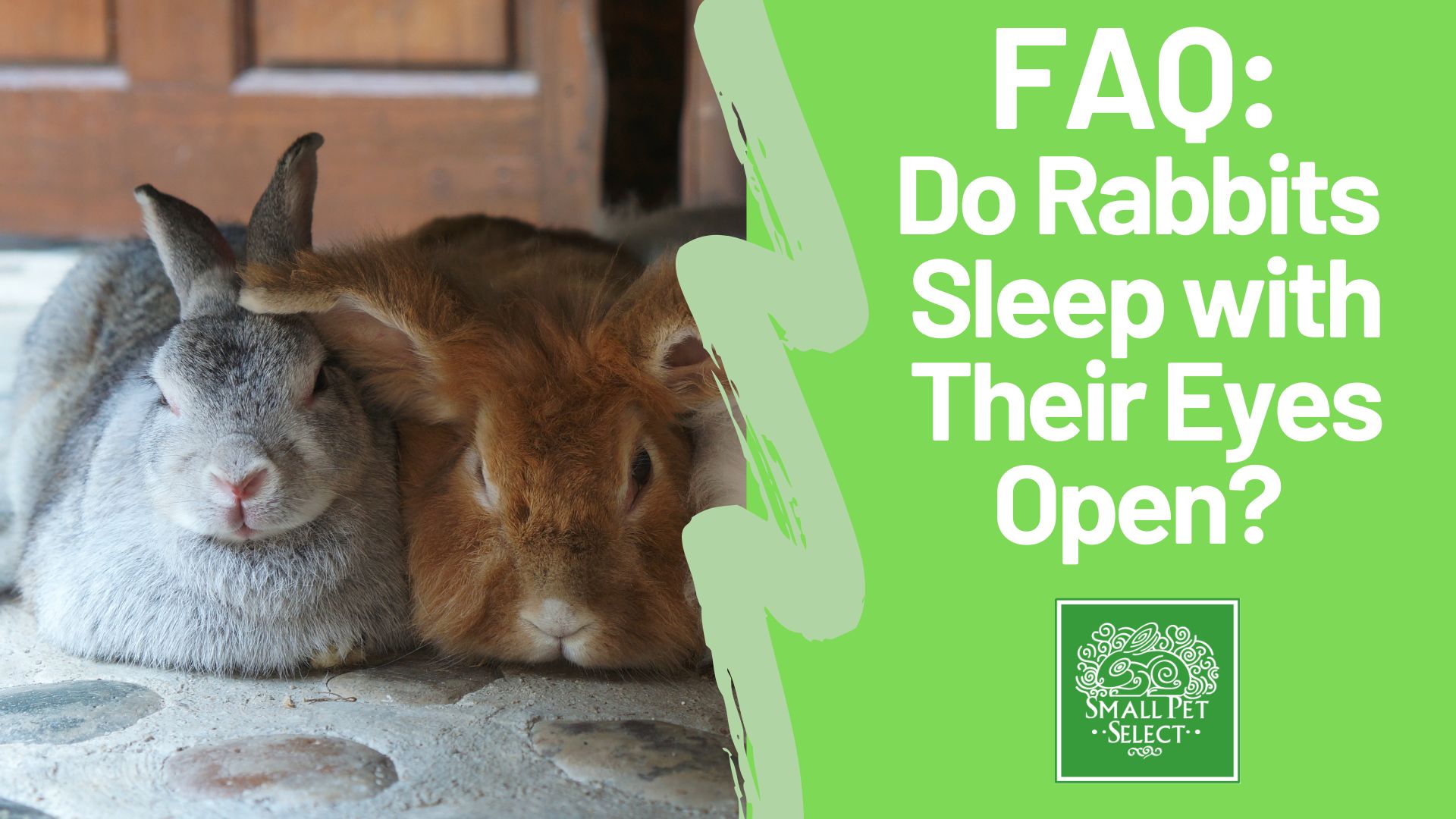 FAQ: Do Rabbits Sleep with Their Eyes Open? | Small Pet Select Blogs ...