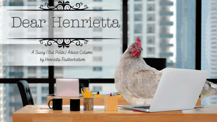 Dear Henrietta: Can you give me tips on how to introduce new chickens to a flock? | Small Pet ...