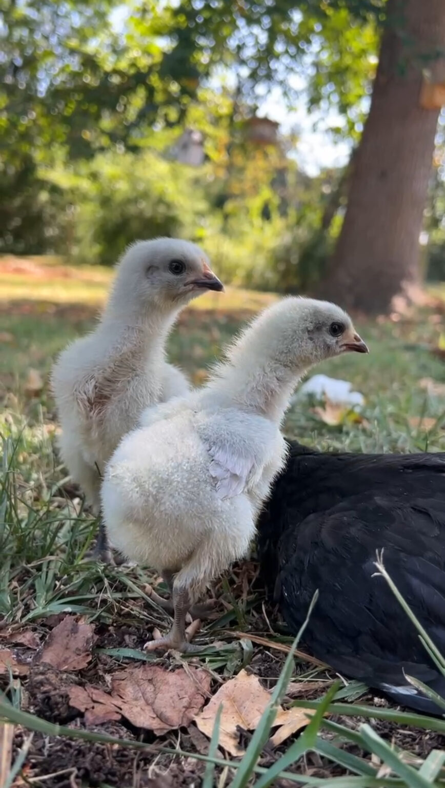 Dear Henrietta: Can you give me tips on how to introduce new chickens to a flock? | Small Pet ...