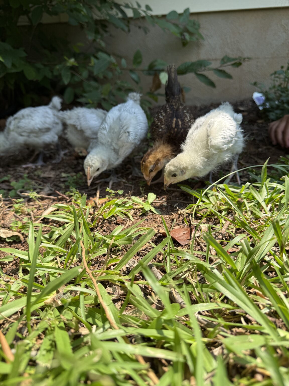 Dear Henrietta: Can you give me tips on how to introduce new chickens to a flock? | Small Pet ...