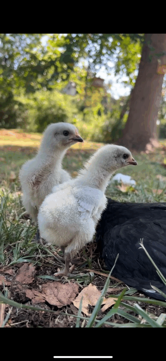 When Do Chickens Molt and Why: Henrietta’s Guide to Chicken Molting ...