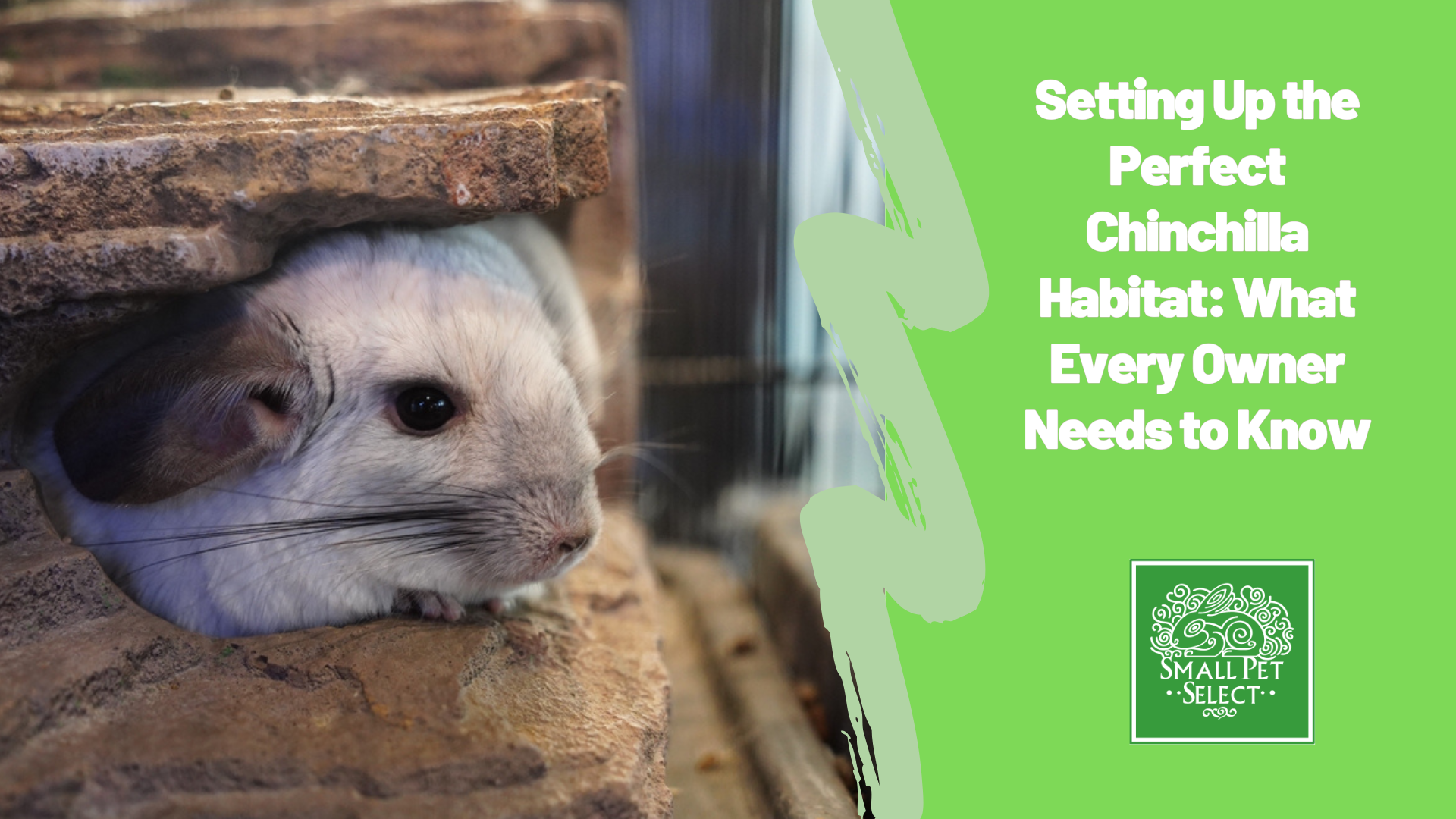 Setting Up the Perfect Chinchilla Habitat: What Every Owner Needs to ...