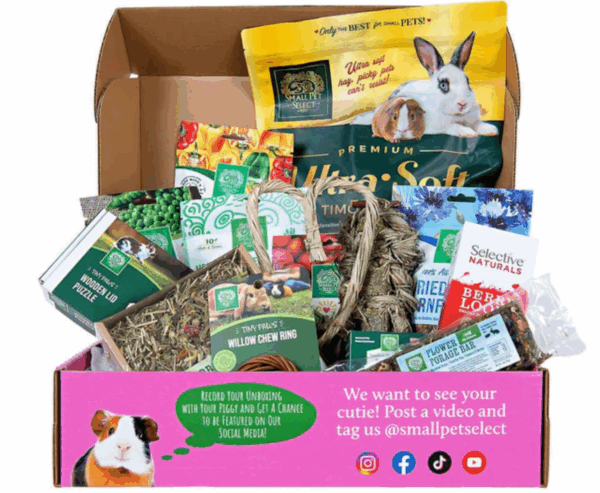 The Easiest Way to Keep Your Pet Happy Year-Round: Inside Our Small Pet ...