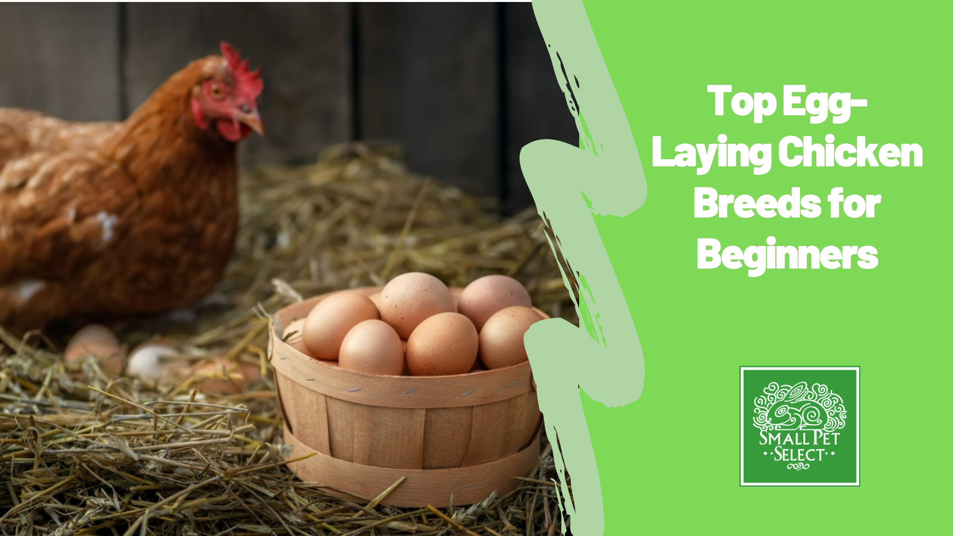 Top Egg-Laying Chicken Breeds for Beginners | Small Pet Select
