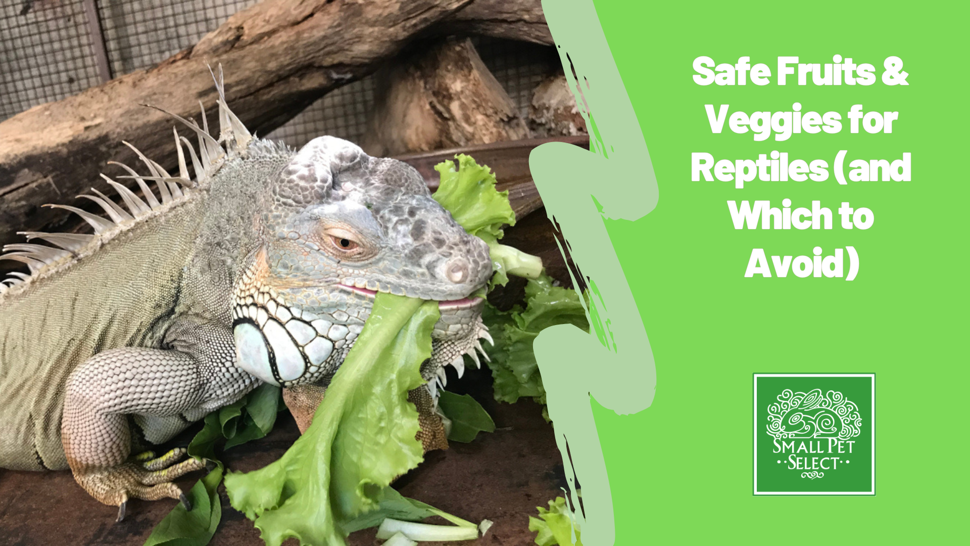 Safe Fruits & Veggies for Reptiles (and Which to Avoid) | Small Pet Select