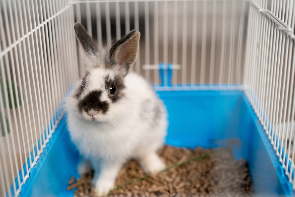 Ear Mites in Rabbits: Symptoms, Treatment, and Prevention | Small Pet ...