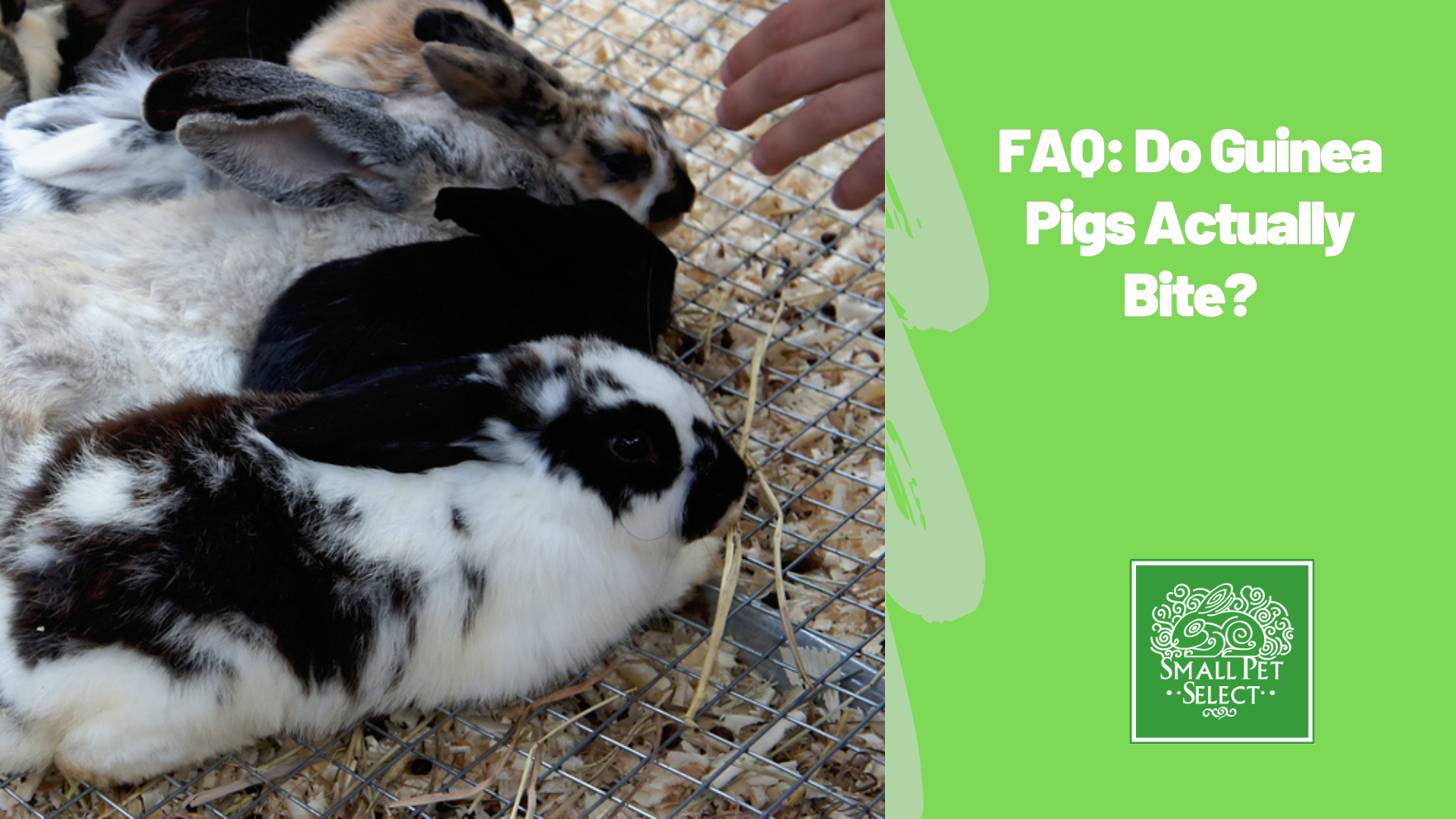 FAQ: Do Guinea Pigs Actually Bite? | Small Pet Select